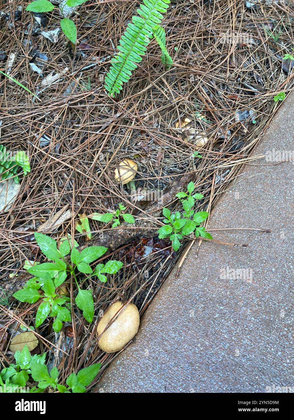Slippery Jacks (Suillus Stock Photo - Alamy