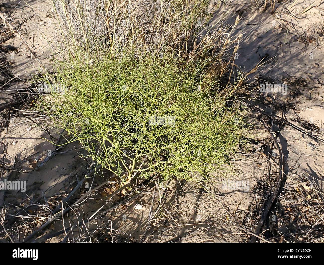 Winged pigweed hi-res stock photography and images - Alamy