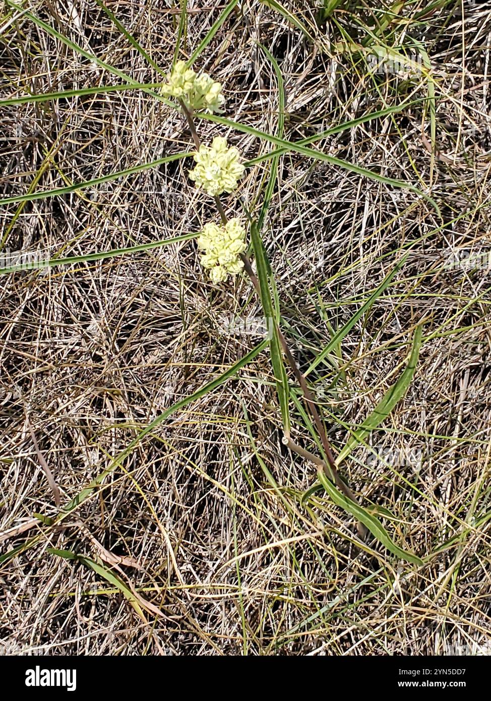 slimleaf milkweed (Asclepias stenophylla Stock Photo - Alamy