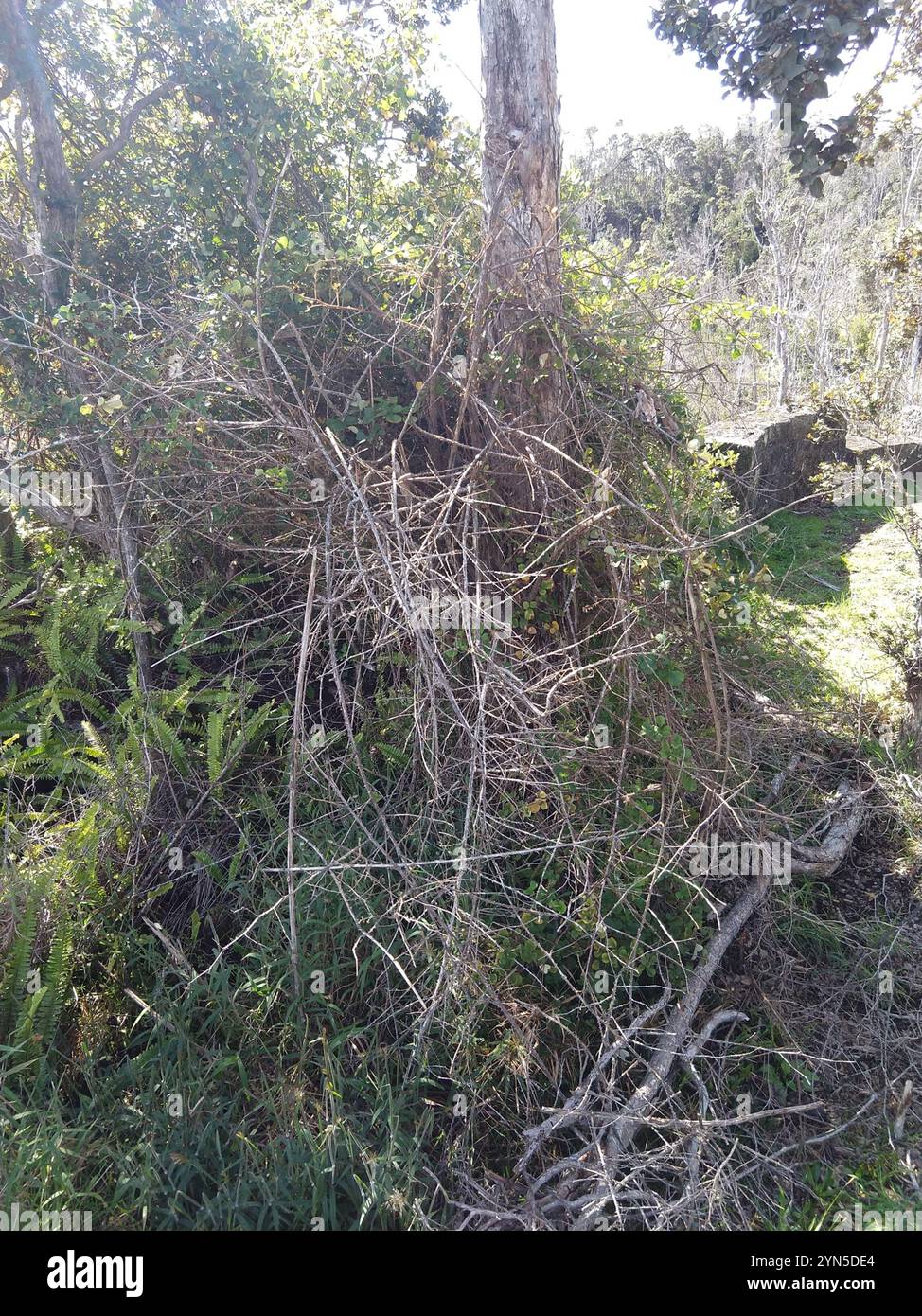 Yellow Himalayan Raspberry (Rubus ellipticus Stock Photo - Alamy