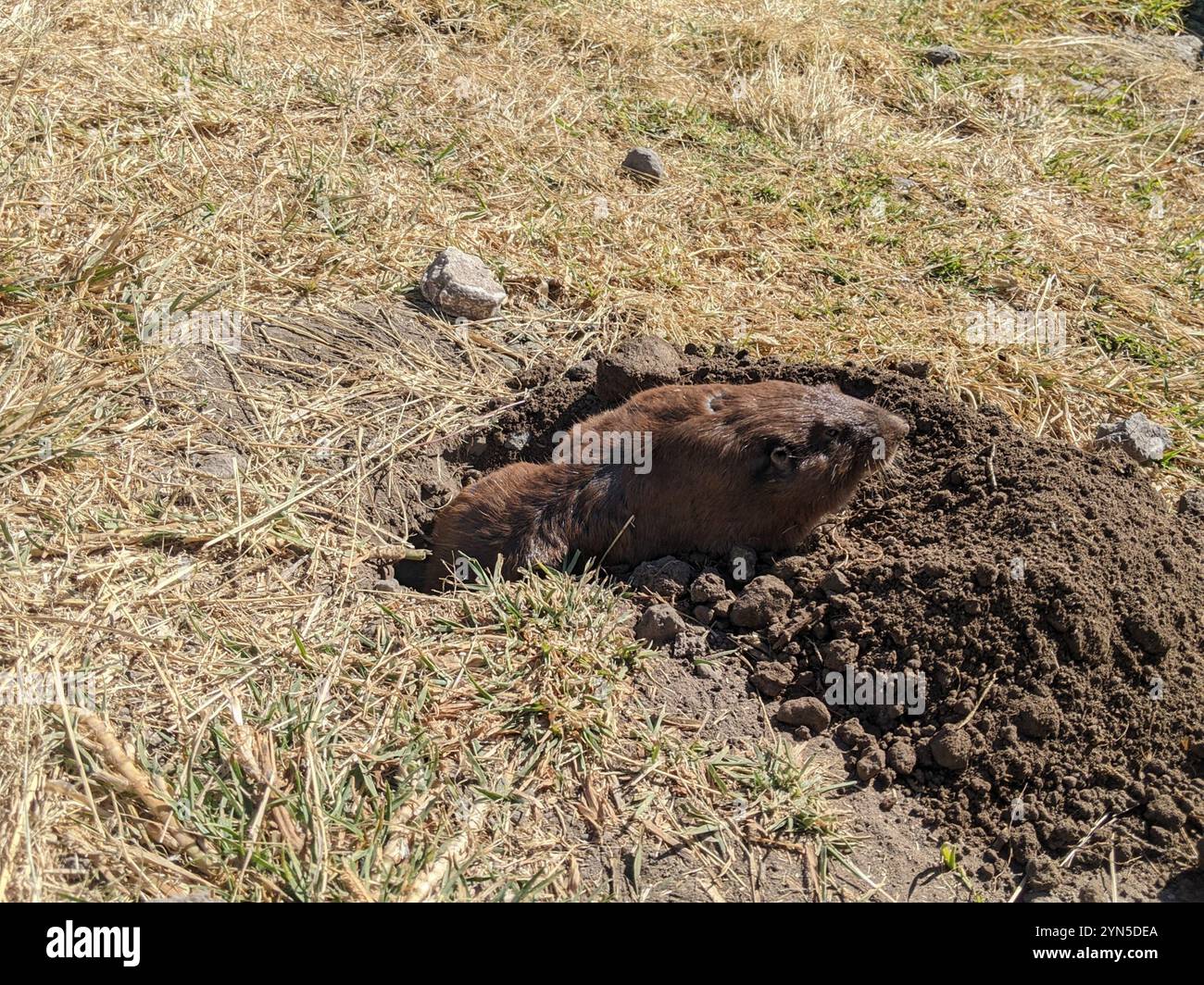 Smoky Pocket Gopher (Cratogeomys fumosus Stock Photo - Alamy