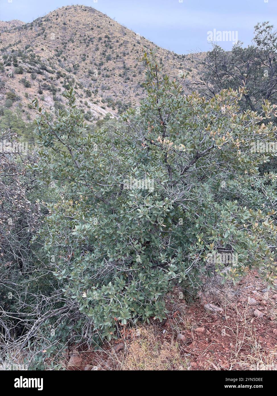 Arizona white oak (Quercus arizonica Stock Photo - Alamy