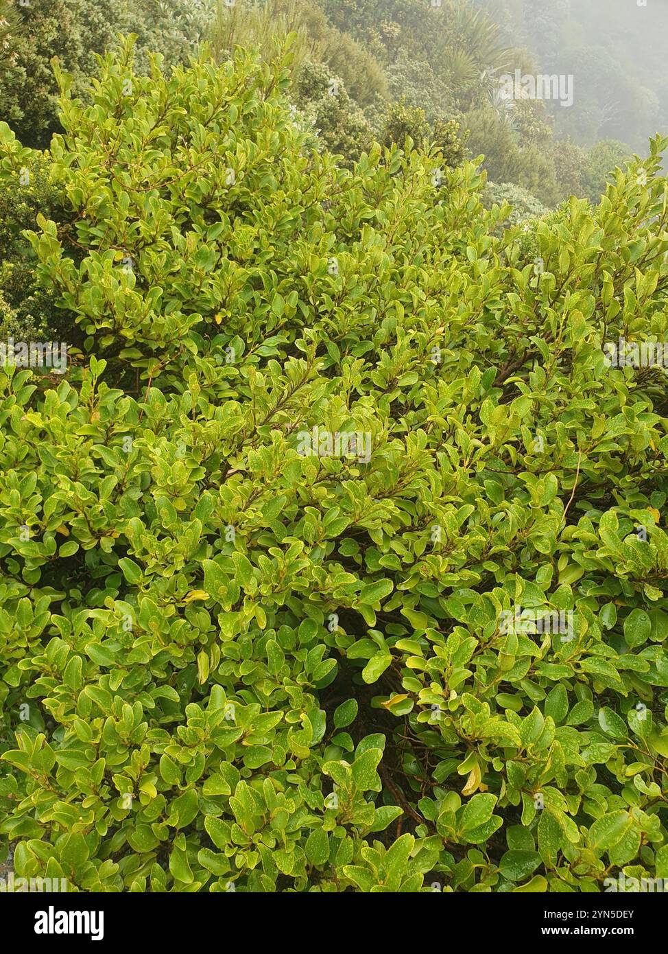 New Zealand Broadleaf (Griselinia littoralis Stock Photo - Alamy