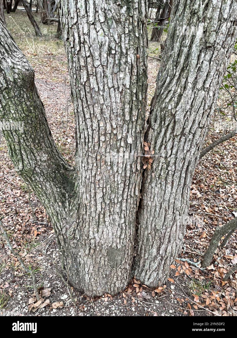 Cedar Elm (Ulmus crassifolia Stock Photo - Alamy