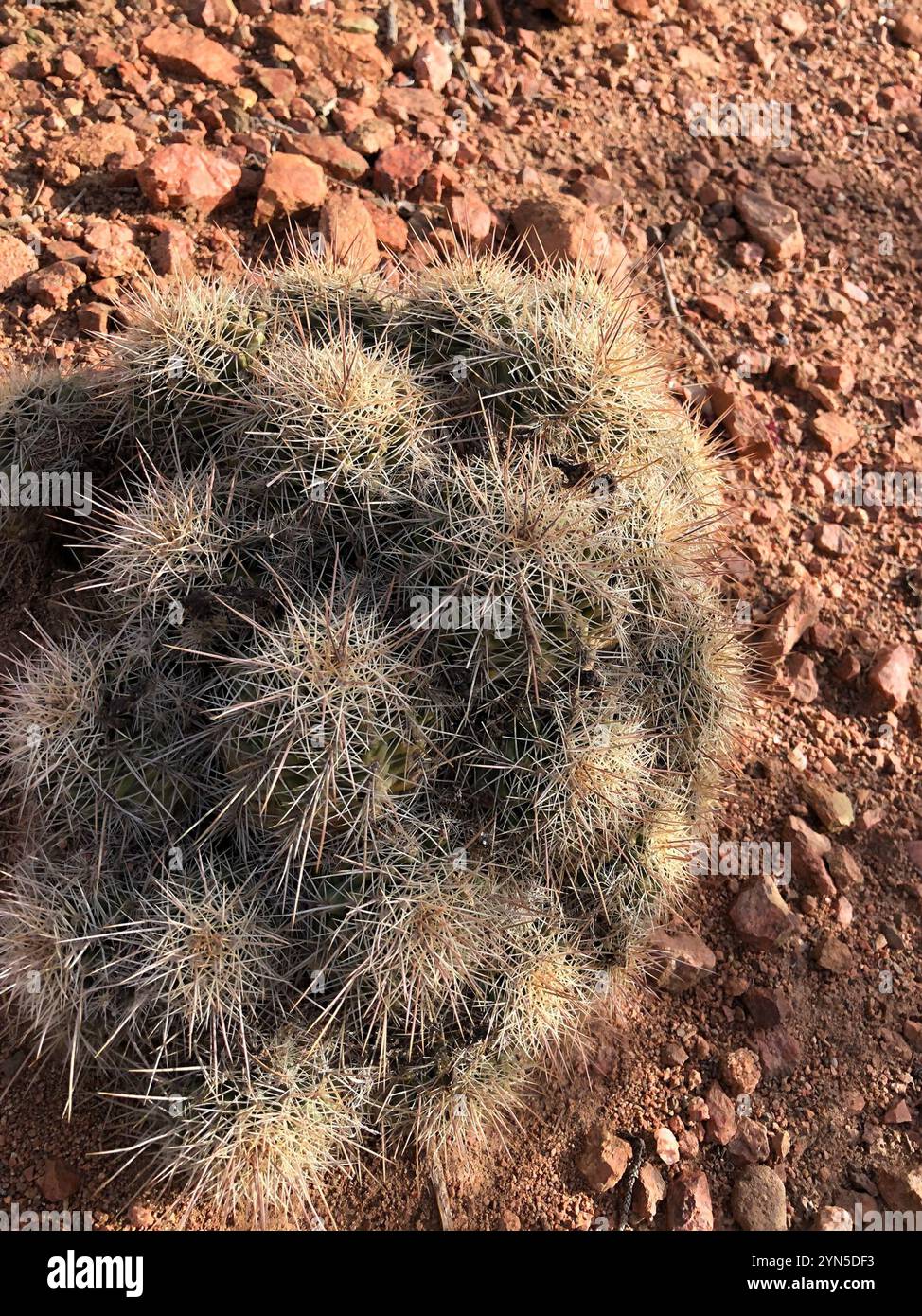 Scarlet Hedgehog Cactus (Echinocereus coccineus coccineus Stock Photo ...