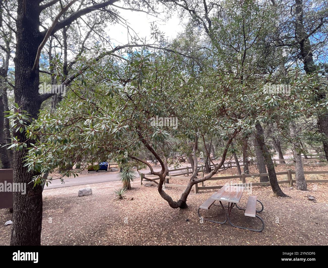 Arizona madrone (Arbutus arizonica Stock Photo - Alamy