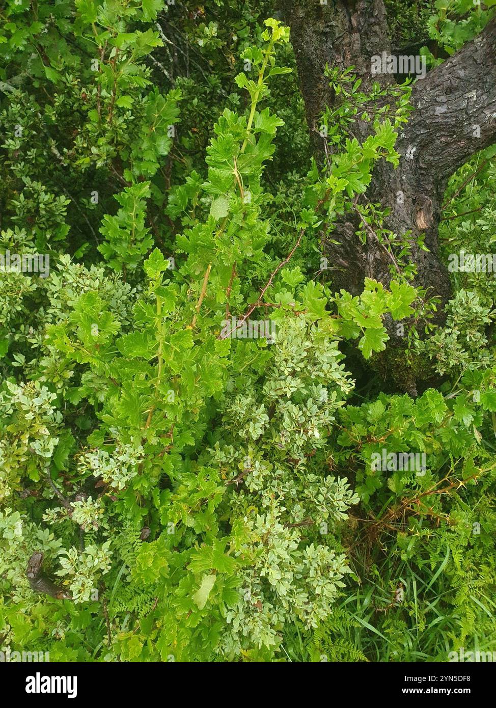 European gooseberry (Ribes uva-crispa Stock Photo - Alamy