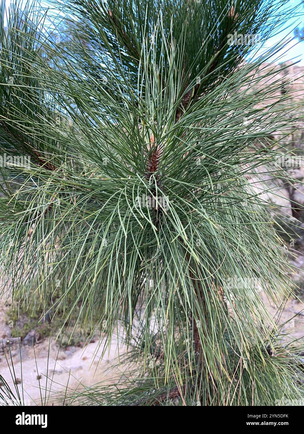 Apache pine (Pinus engelmannii Stock Photo - Alamy