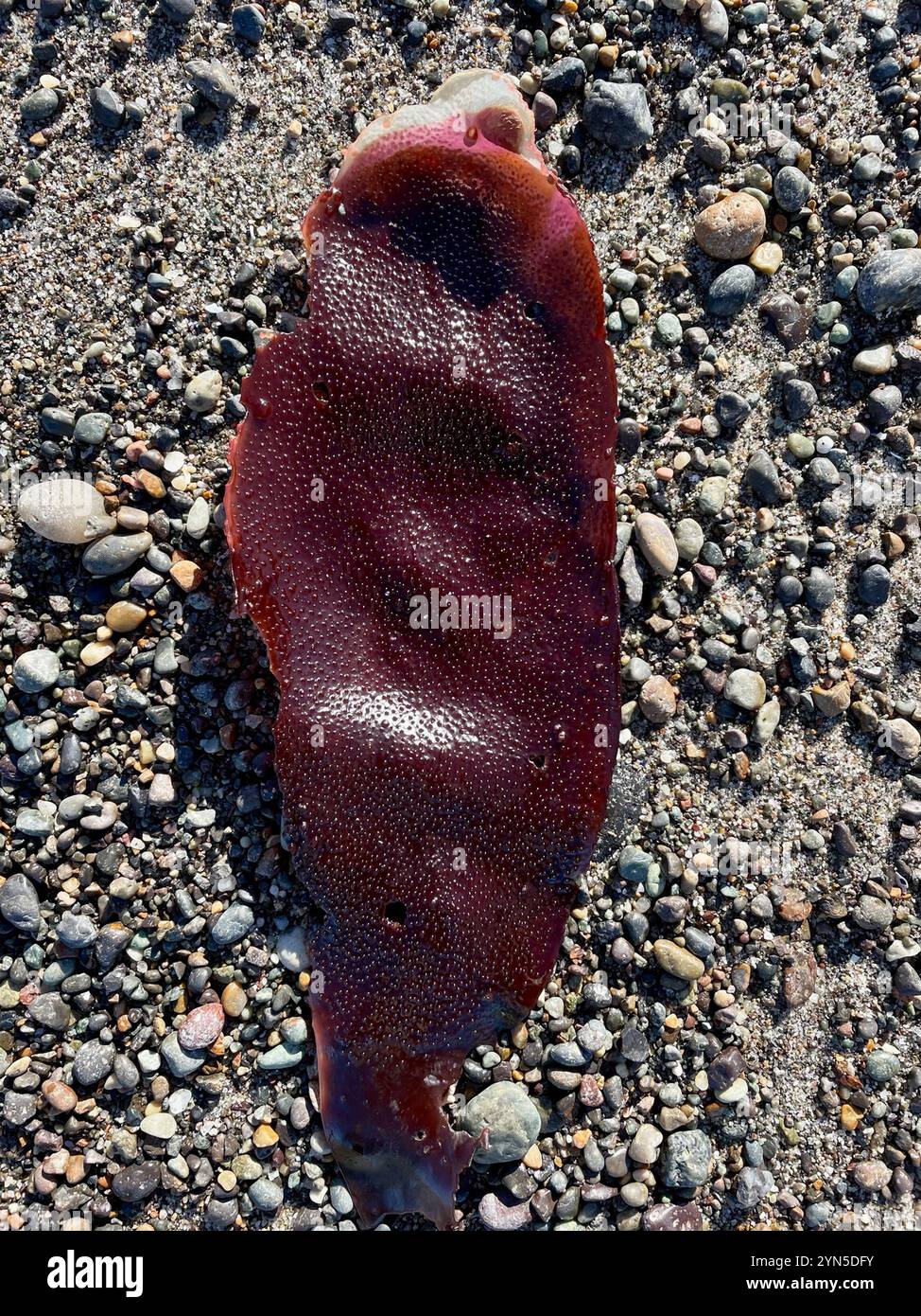 Turkish Towel (Chondracanthus exasperatus Stock Photo - Alamy