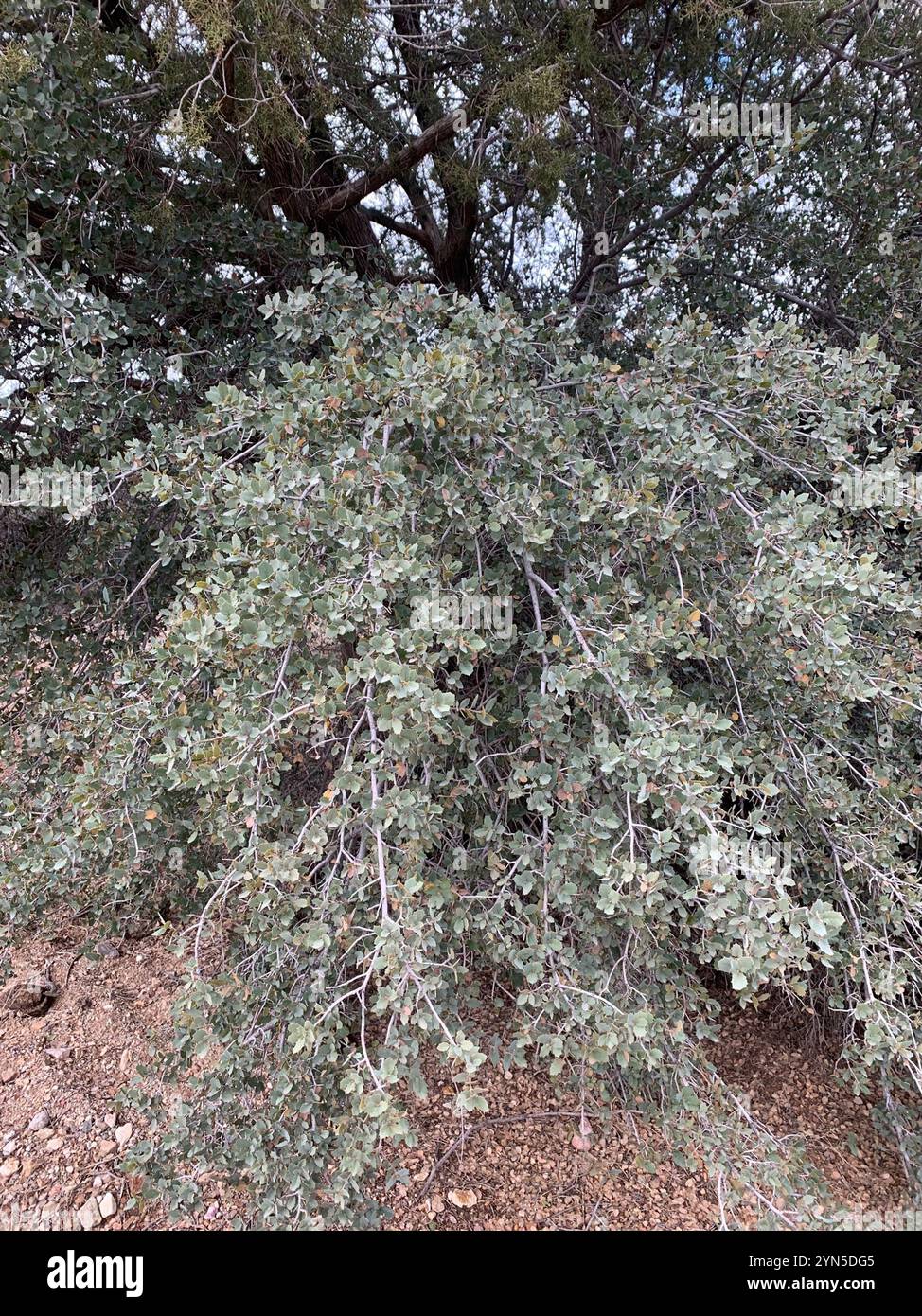 Sonoran scrub oak (Quercus turbinella Stock Photo - Alamy