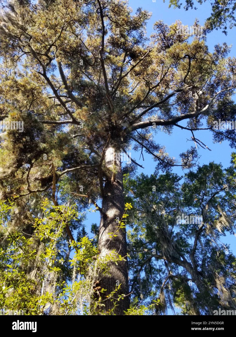 spruce pine (Pinus glabra Stock Photo - Alamy