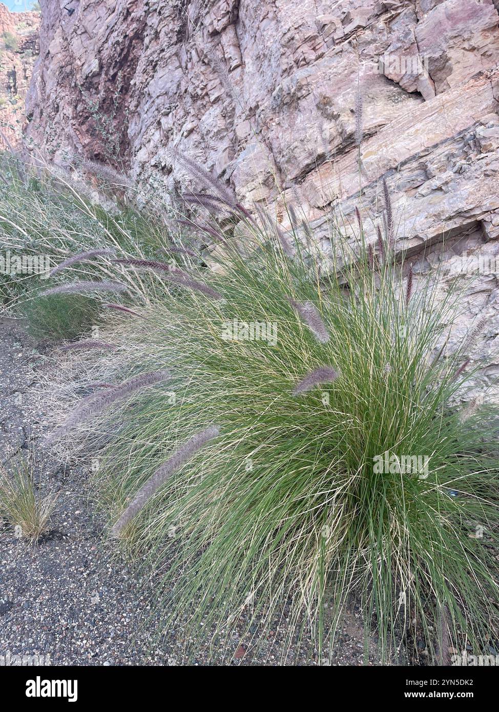 Fountain Grass (Cenchrus setaceus Stock Photo - Alamy