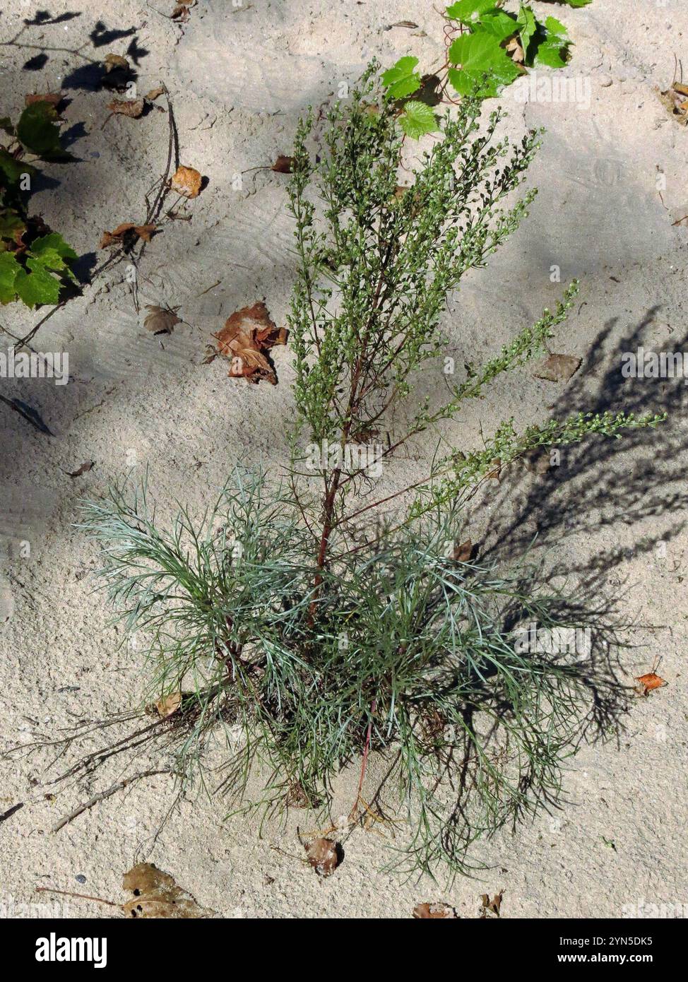 Field Sagewort (Artemisia campestris Stock Photo - Alamy