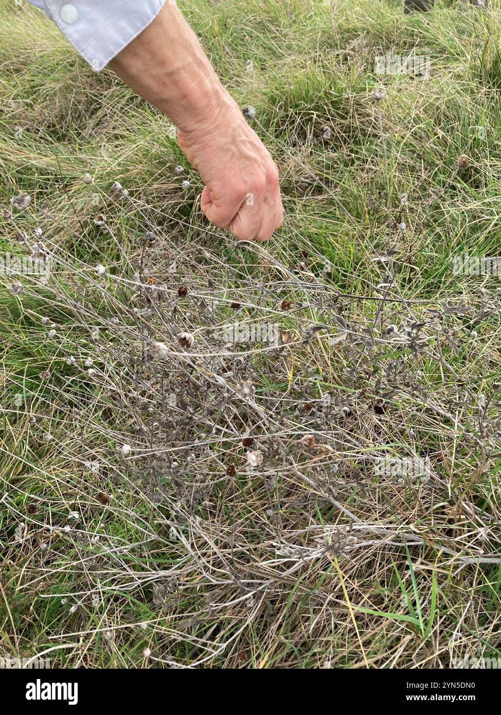Texas creeping-oxeye (Wedelia hispida Stock Photo - Alamy