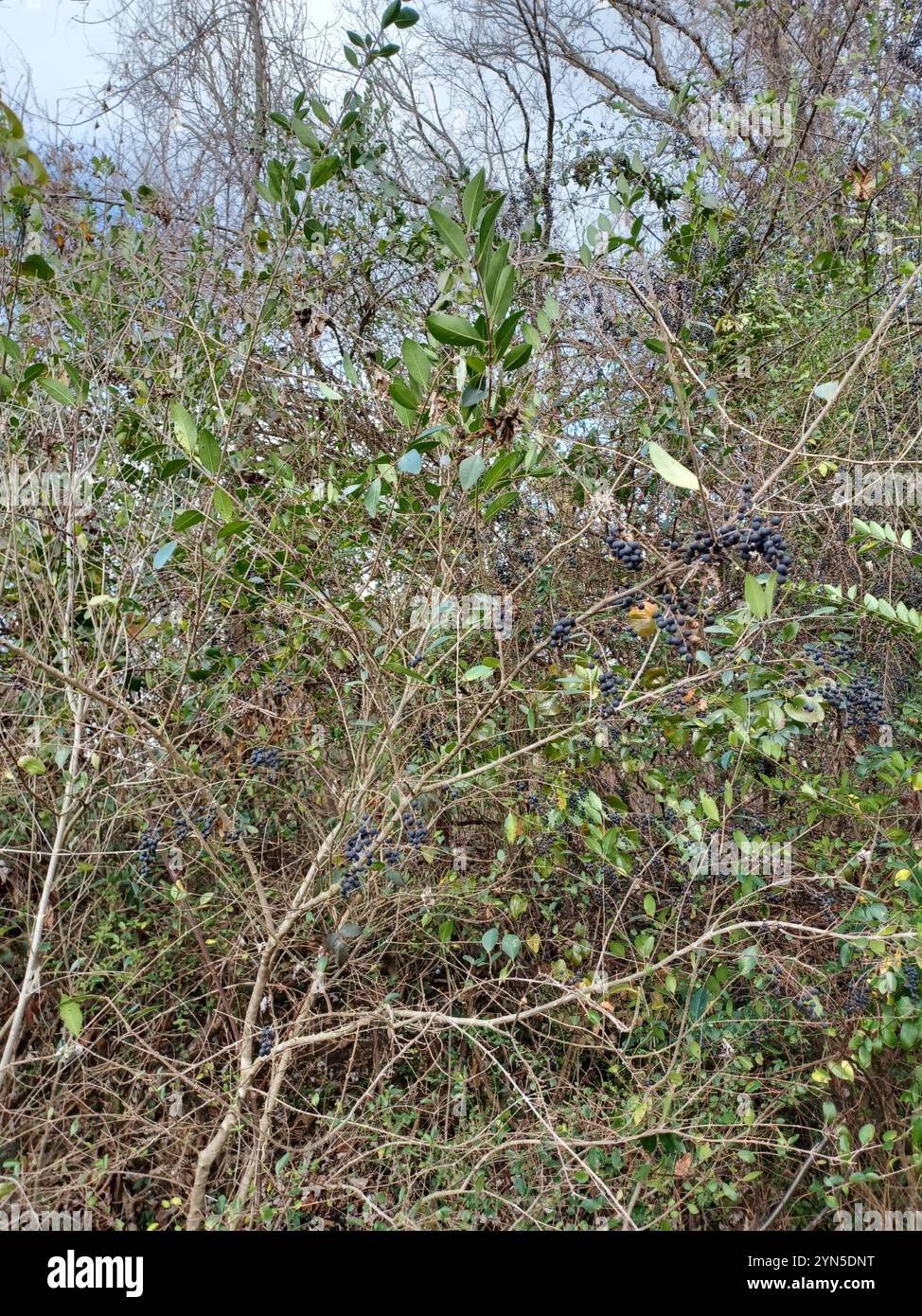 Chinese privet (Ligustrum sinense Stock Photo - Alamy