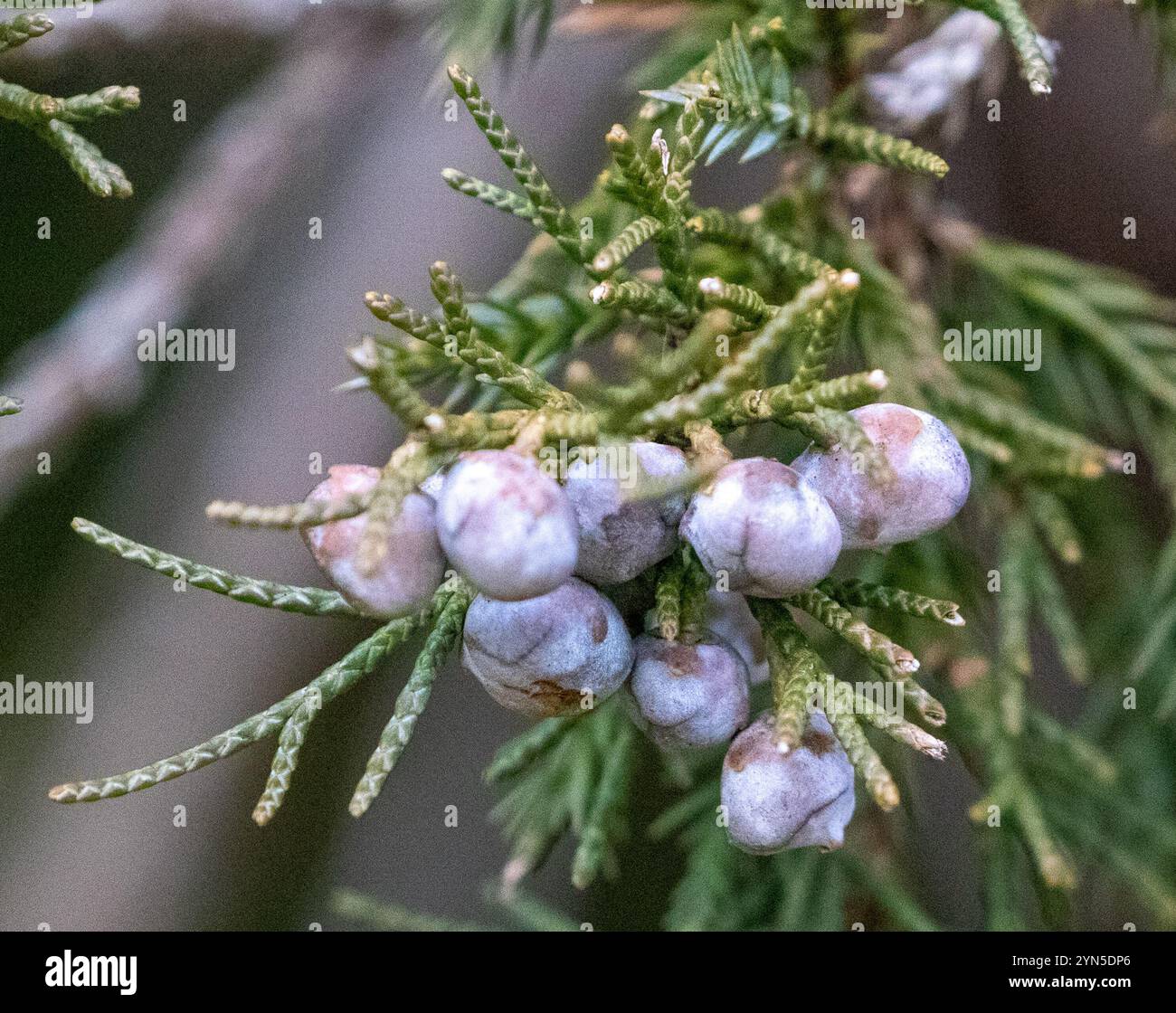 eastern redcedar (Juniperus virginiana Stock Photo - Alamy