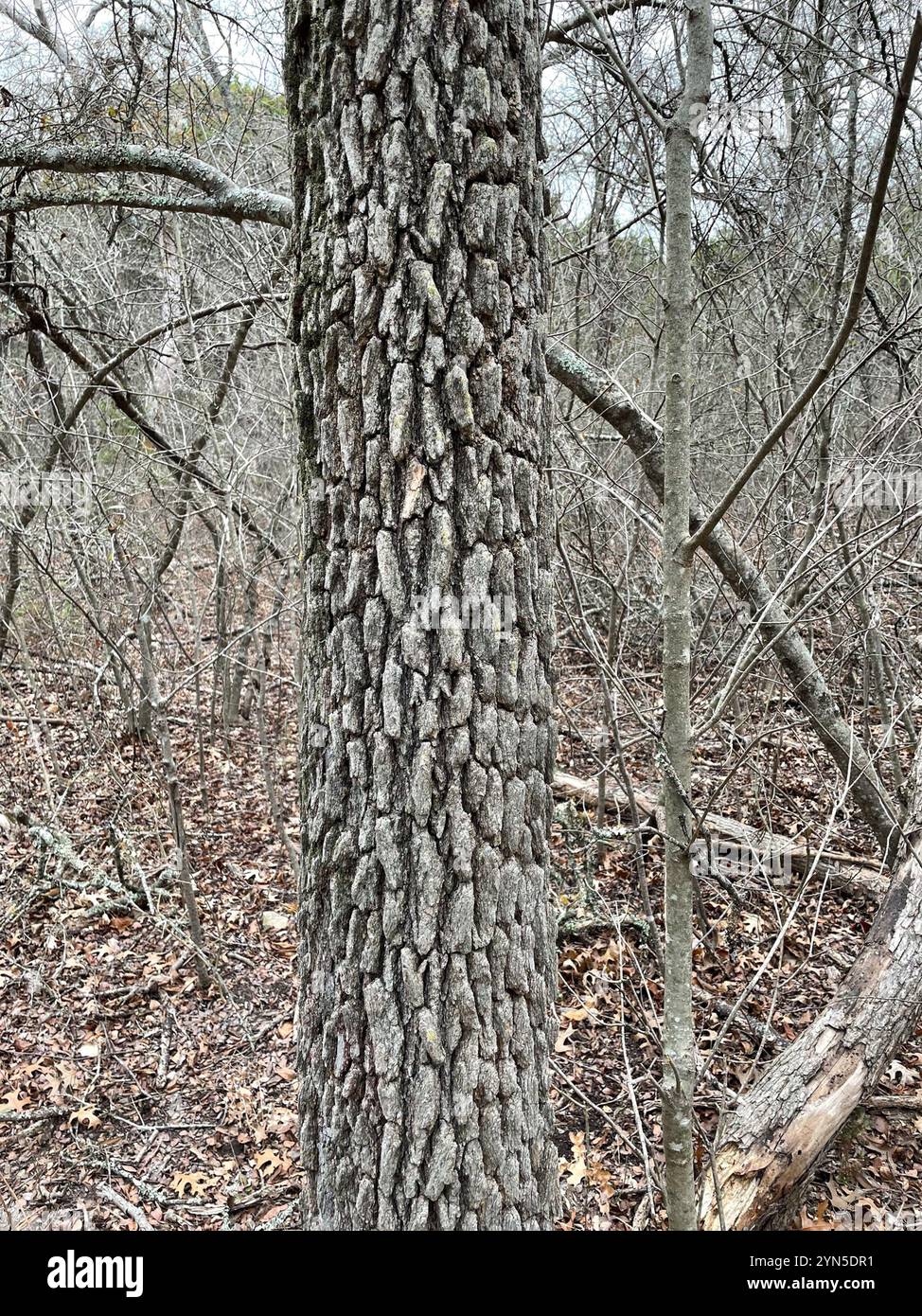 Cedar Elm (Ulmus crassifolia Stock Photo - Alamy