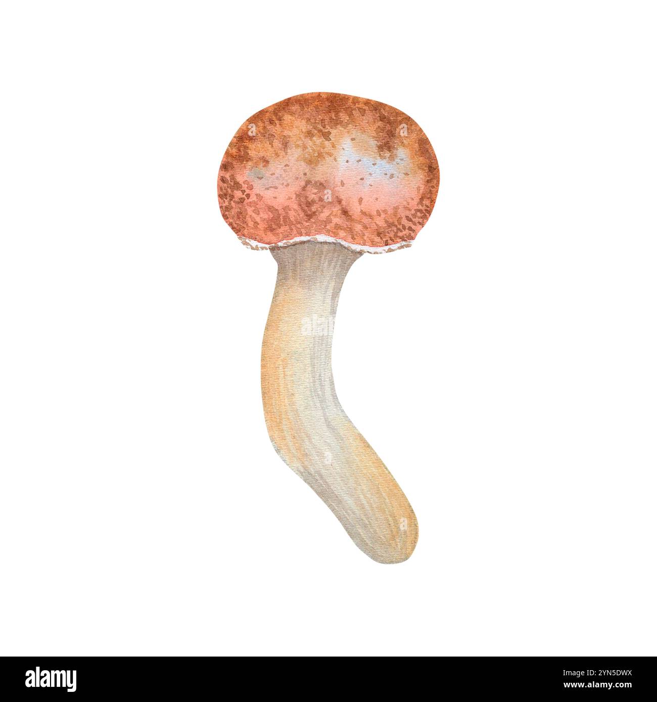 Honey fungus. Watercolor illustration of edible mushroom. Hand-drawn ...