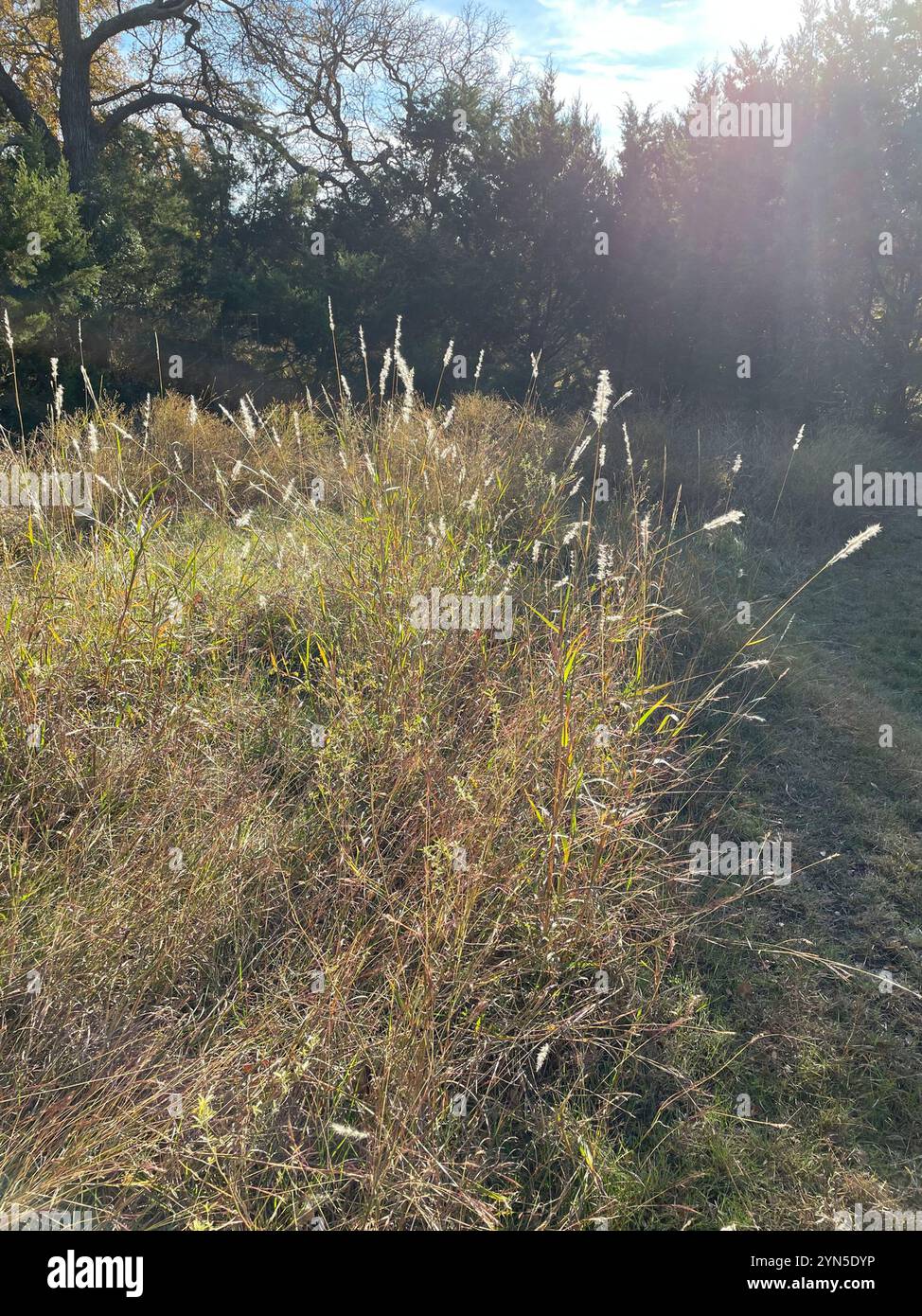silver bluestem (Bothriochloa torreyana Stock Photo - Alamy