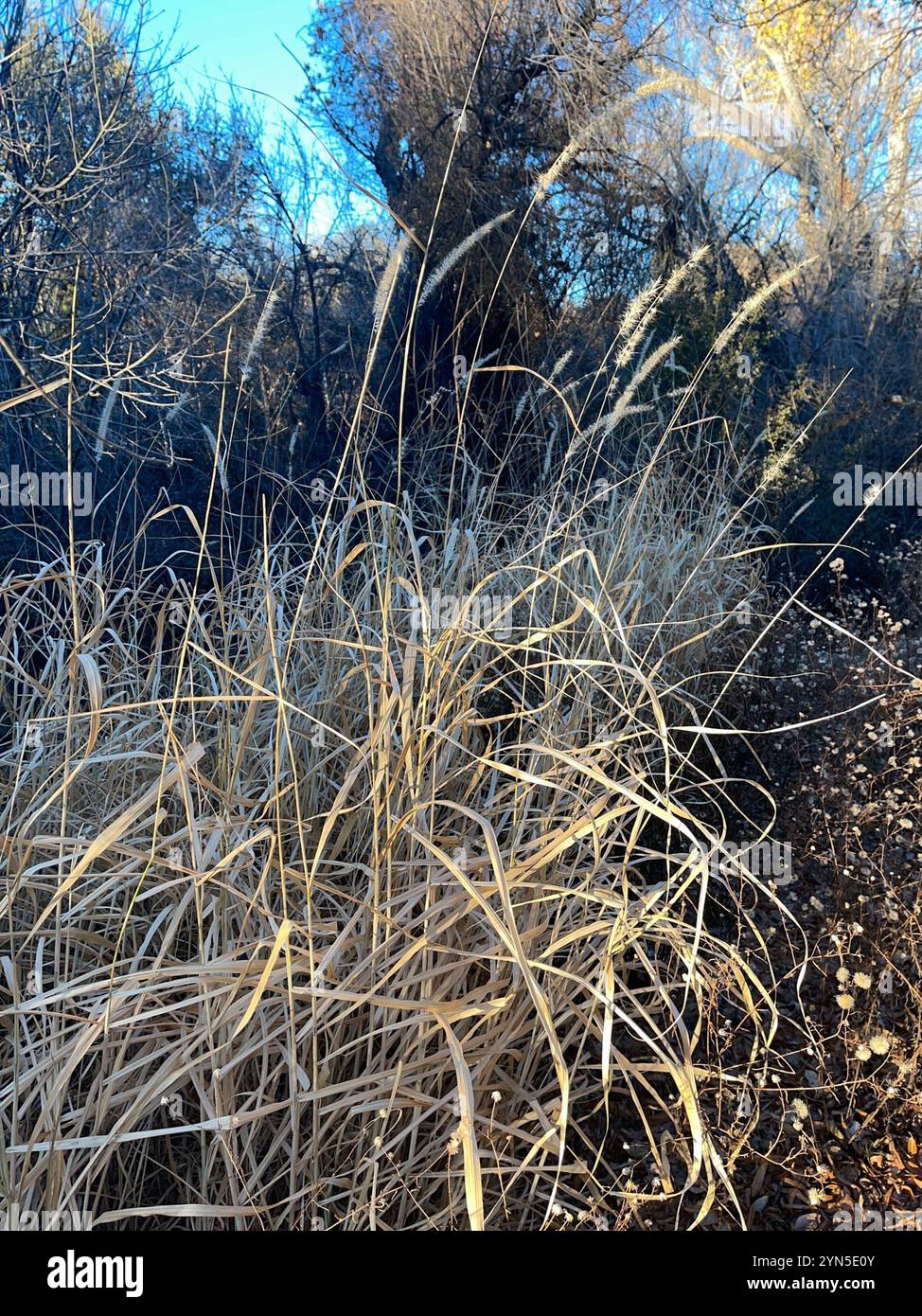 buffelgrass (Cenchrus ciliaris Stock Photo - Alamy
