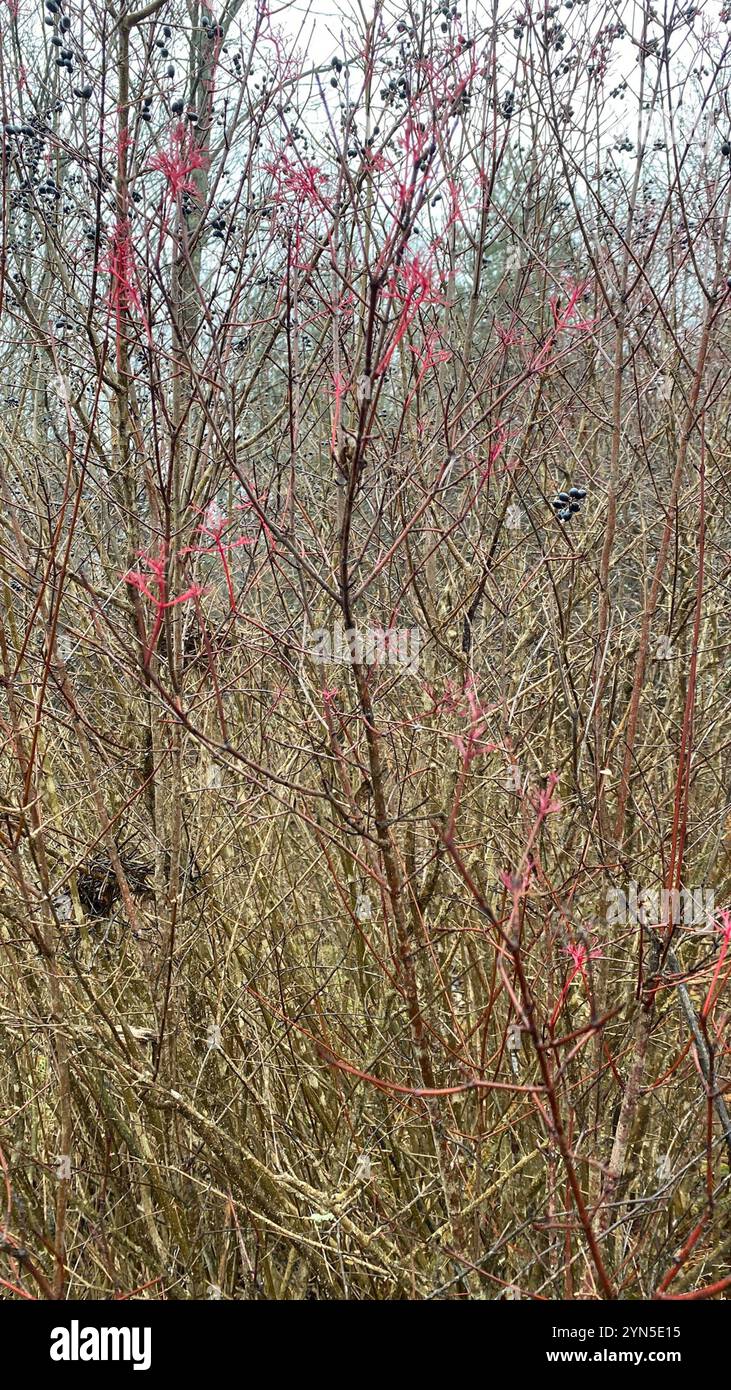 gray dogwood (Cornus racemosa Stock Photo - Alamy