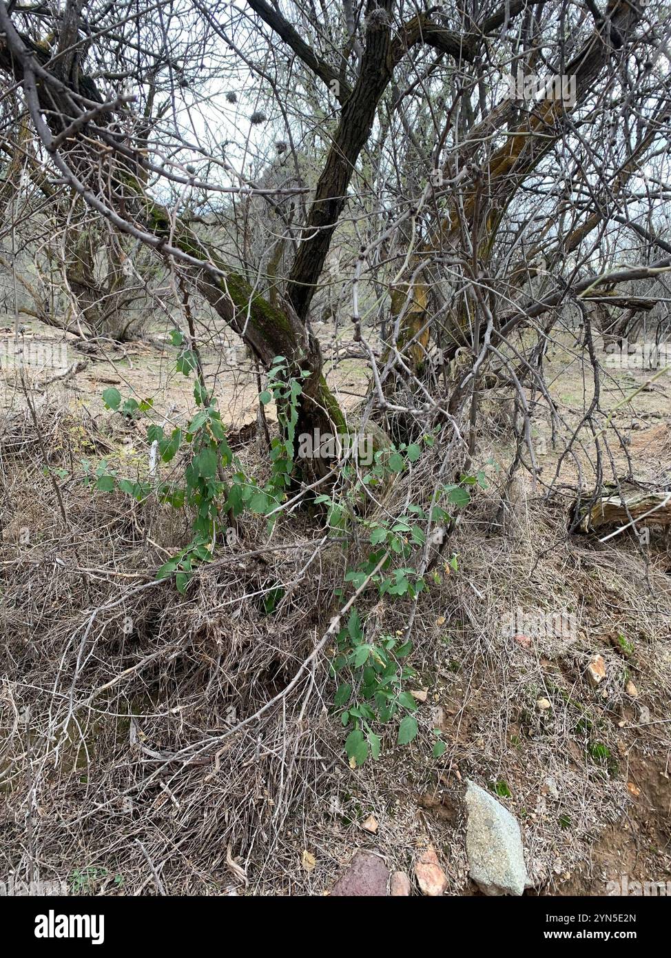 spiny hackberry (Celtis pallida Stock Photo - Alamy