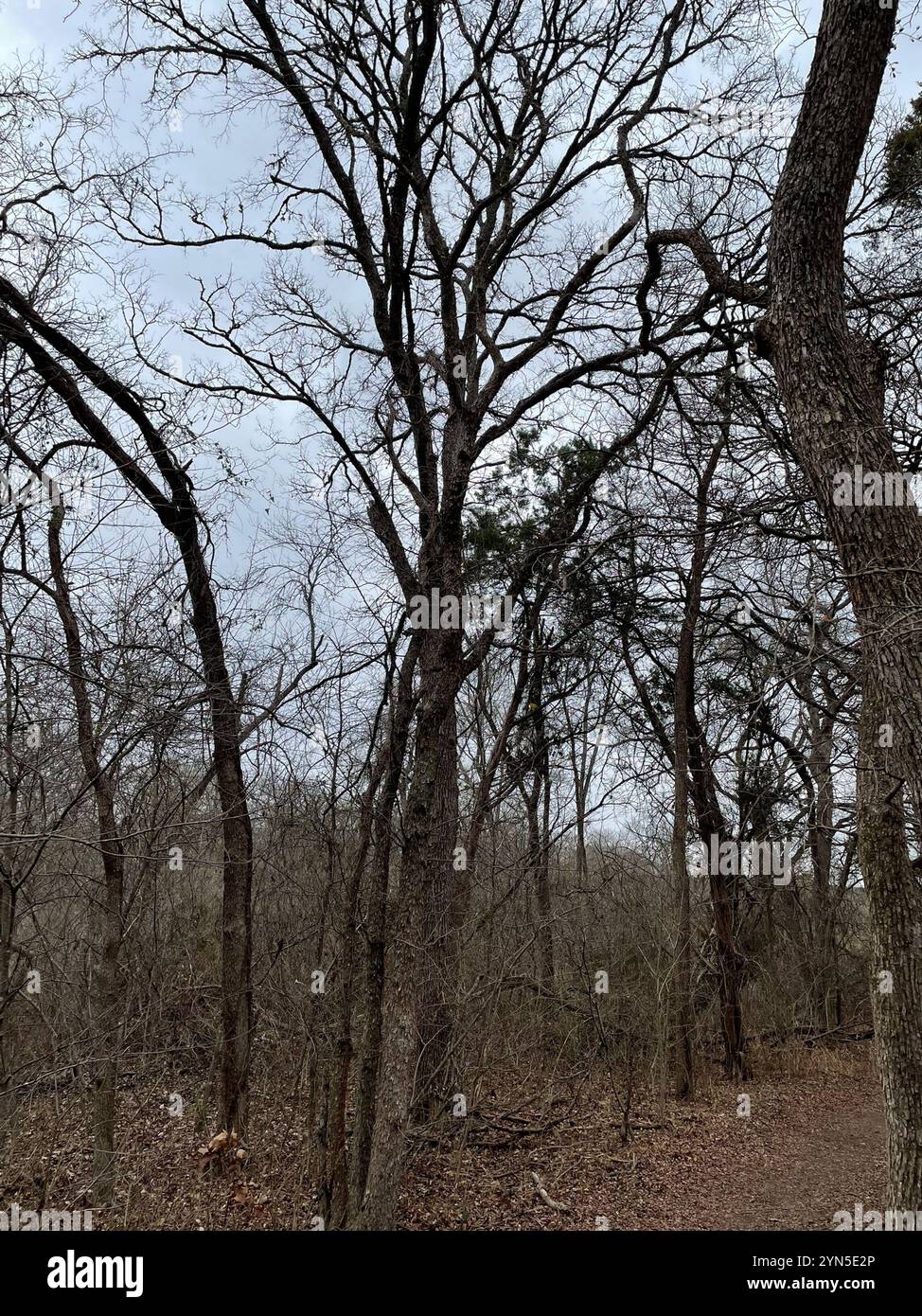 Cedar Elm (Ulmus crassifolia Stock Photo - Alamy