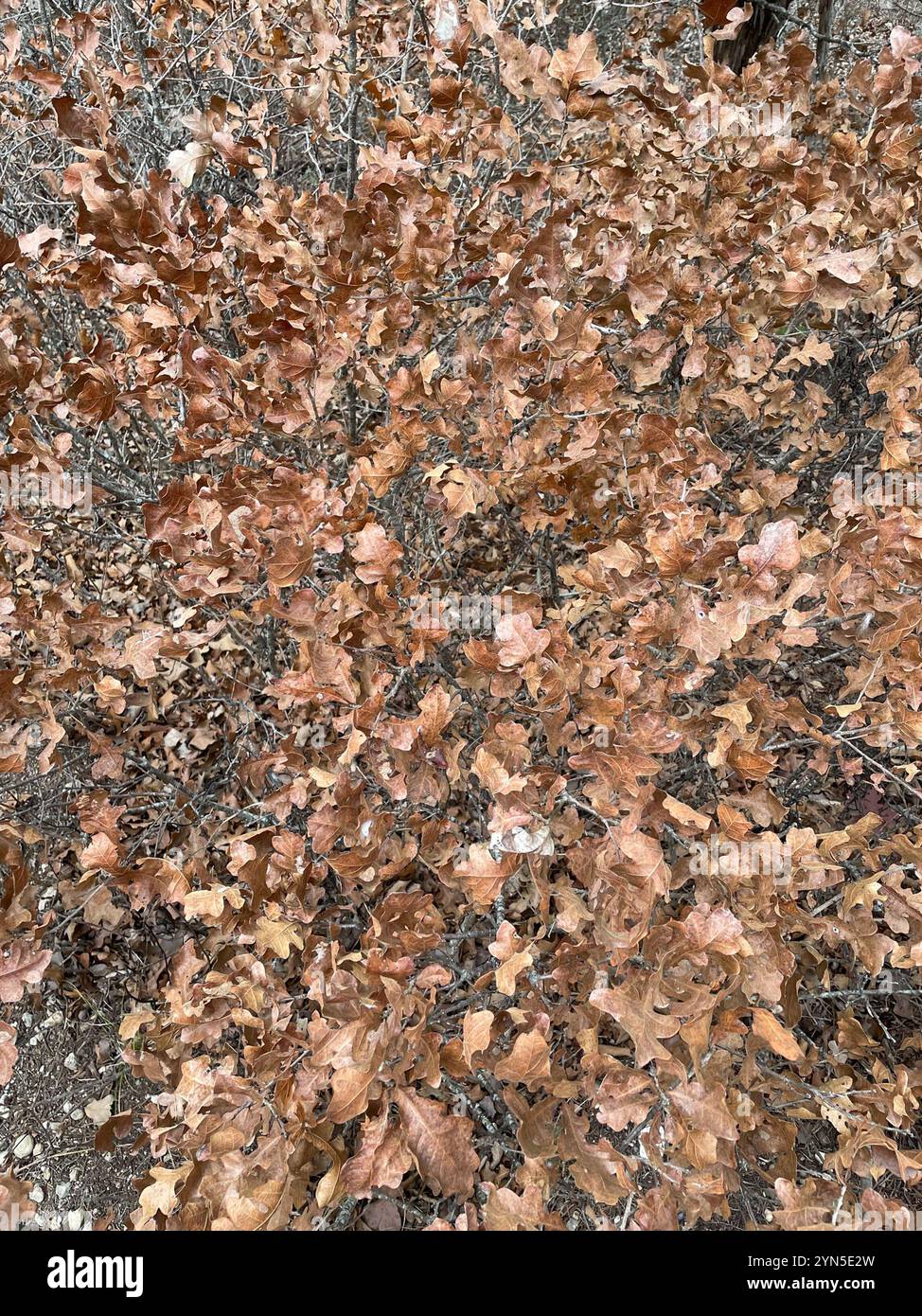 Shin oak hi-res stock photography and images - Alamy