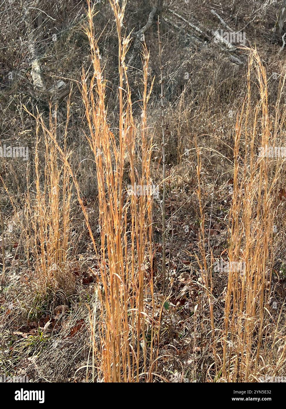 Broomsedge bluestem hi-res stock photography and images - Alamy