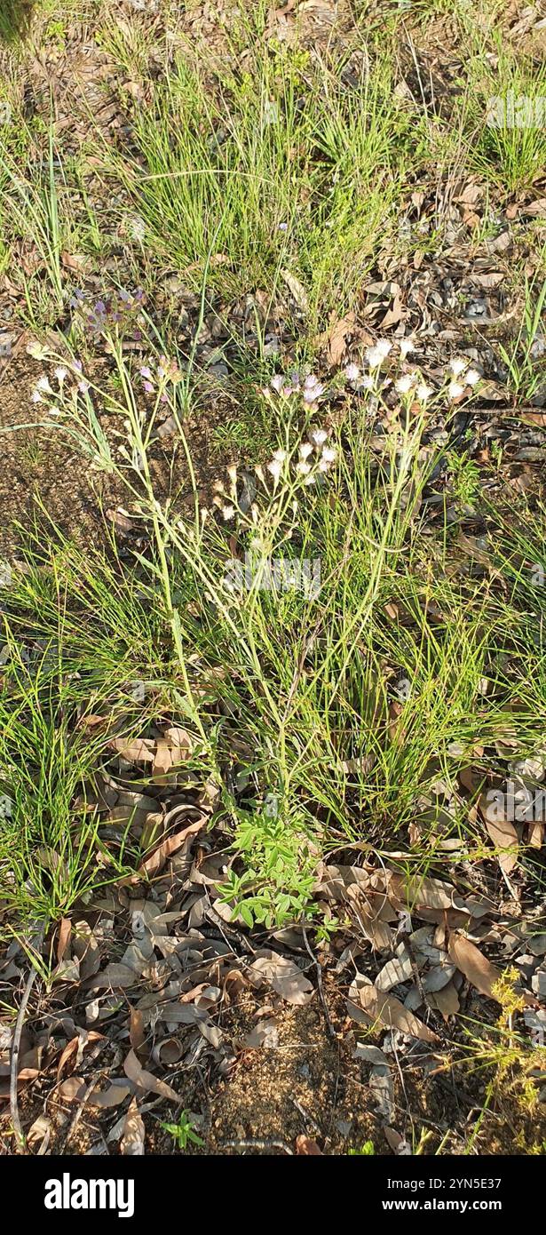 little ironweed (Cyanthillium cinereum Stock Photo - Alamy