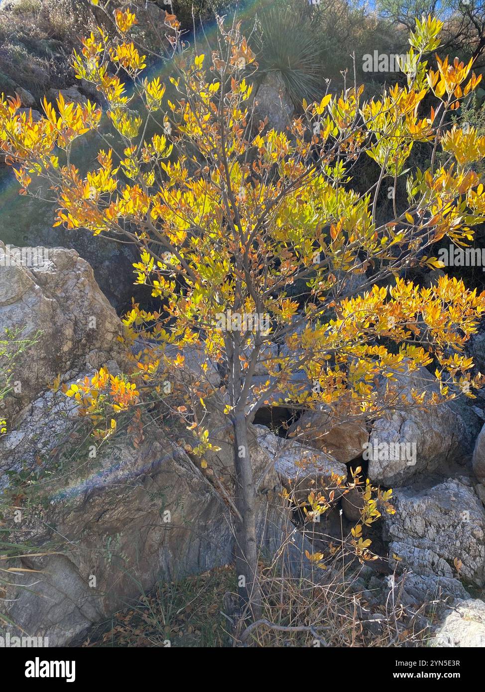 velvet ash (Fraxinus velutina Stock Photo - Alamy