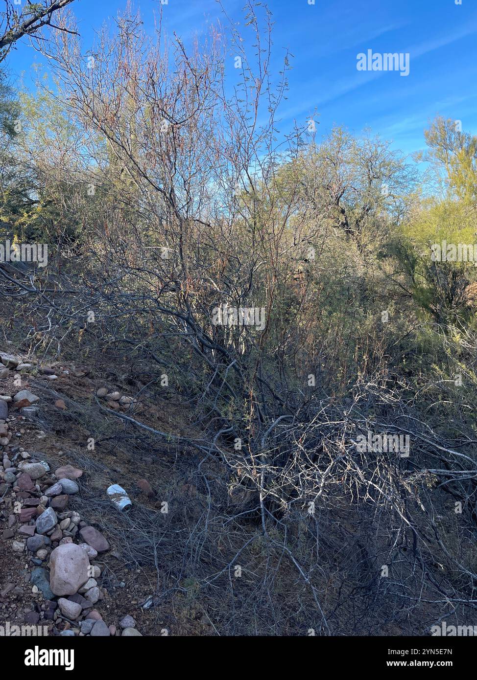 Vachellia constricta hi-res stock photography and images - Alamy
