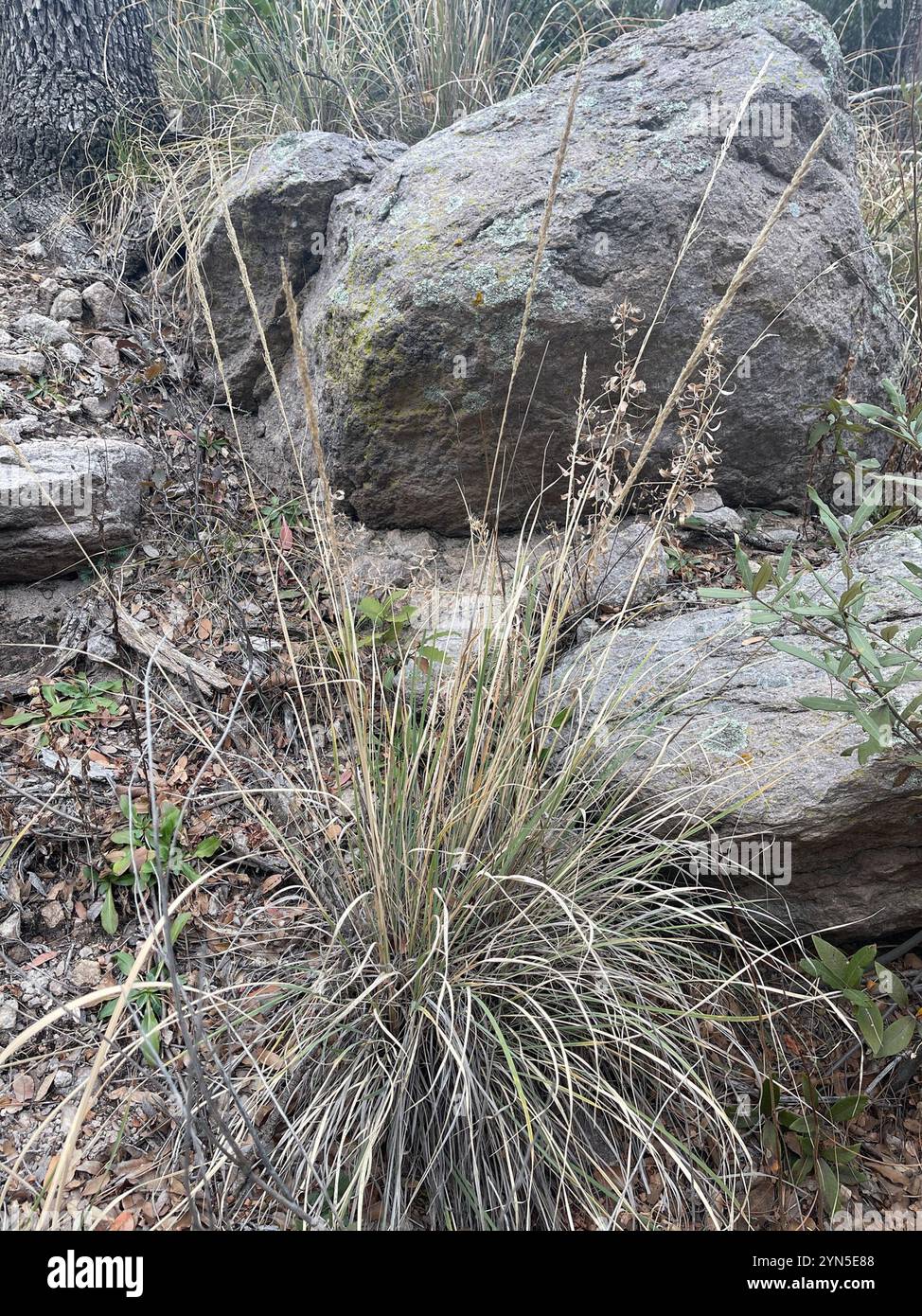 deergrass (Muhlenbergia rigens Stock Photo - Alamy