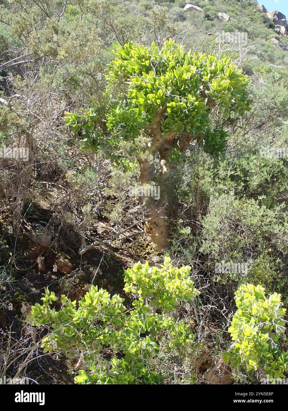 Tylecodon hi-res stock photography and images - Alamy