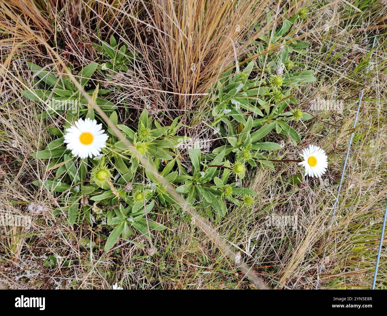 Mountain Daisy (Celmisia densiflora Stock Photo - Alamy