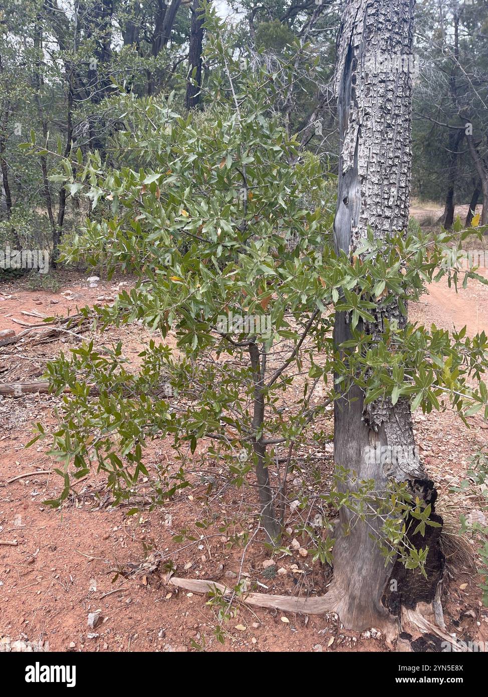 Emory oak (Quercus emoryi Stock Photo - Alamy