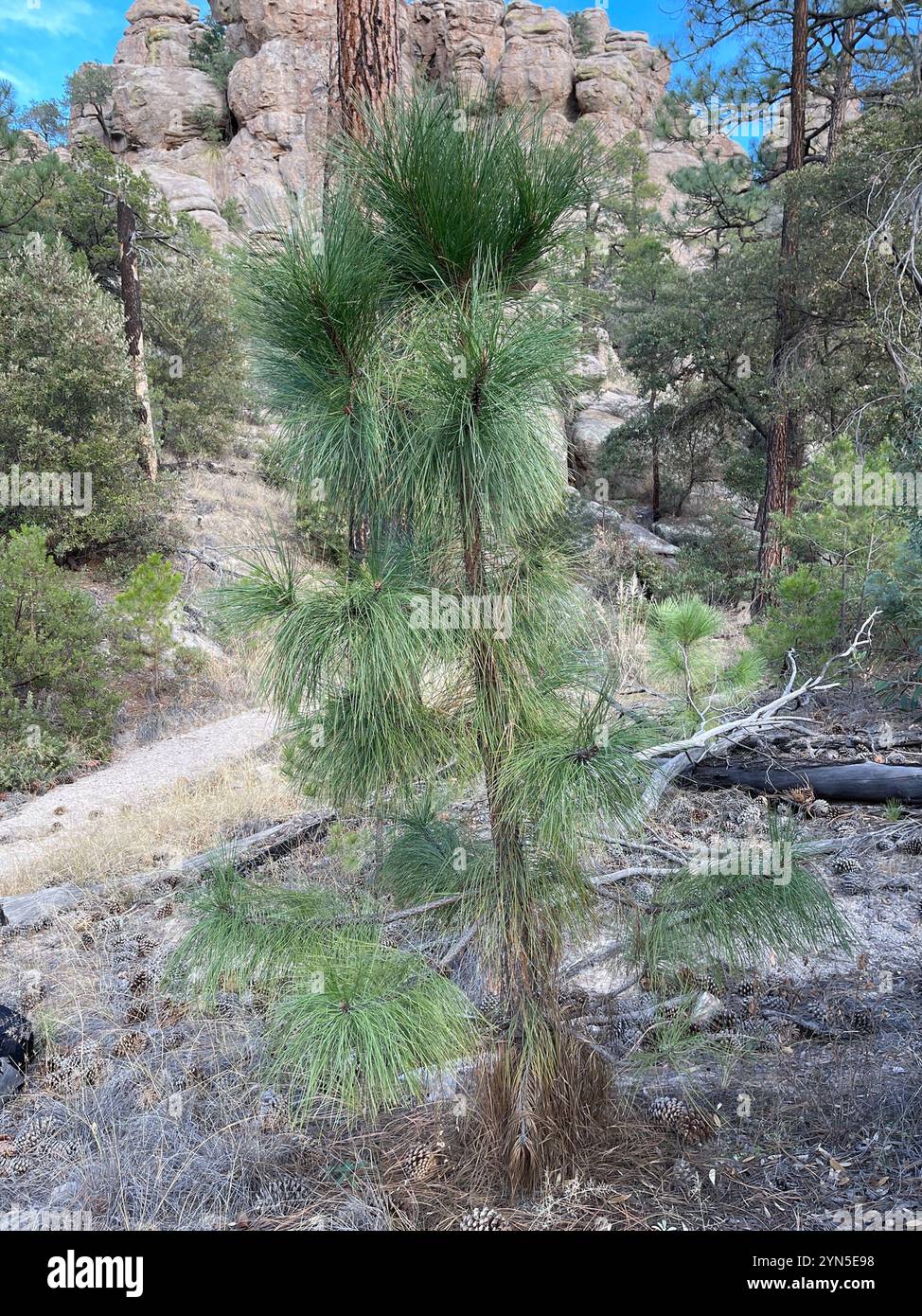 Apache pine (Pinus engelmannii Stock Photo - Alamy
