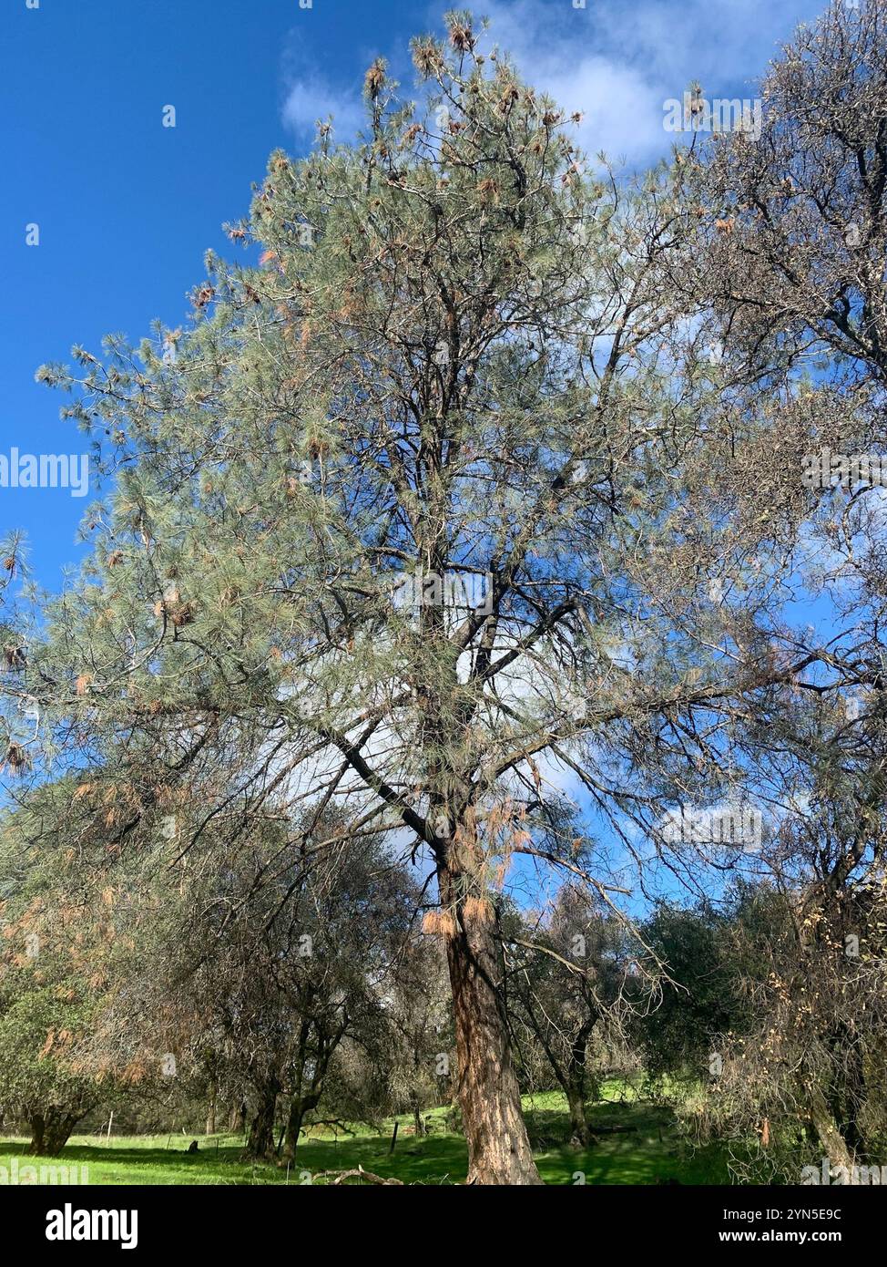 gray pine (Pinus sabiniana Stock Photo - Alamy