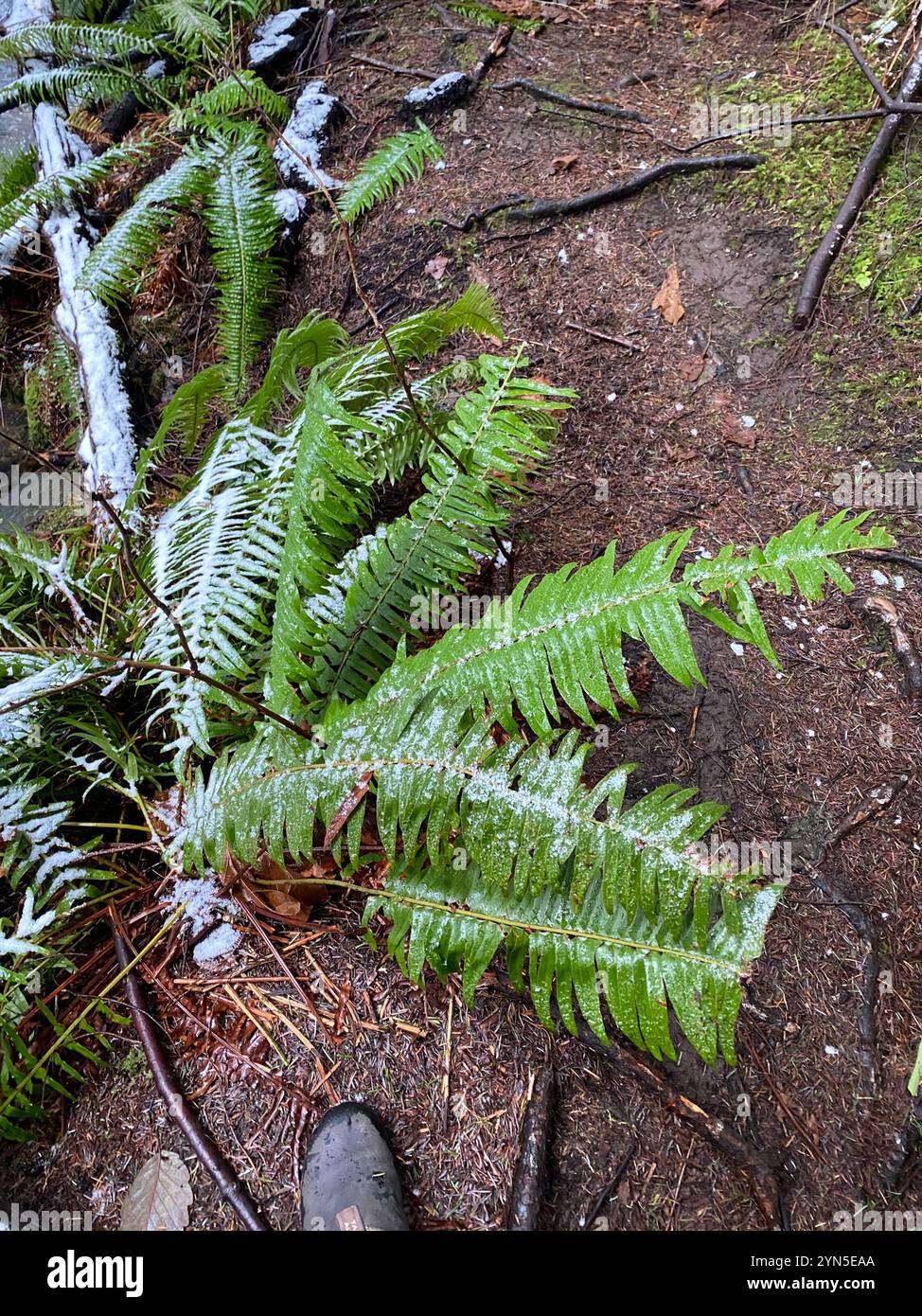 western sword fern (Polystichum munitum Stock Photo - Alamy