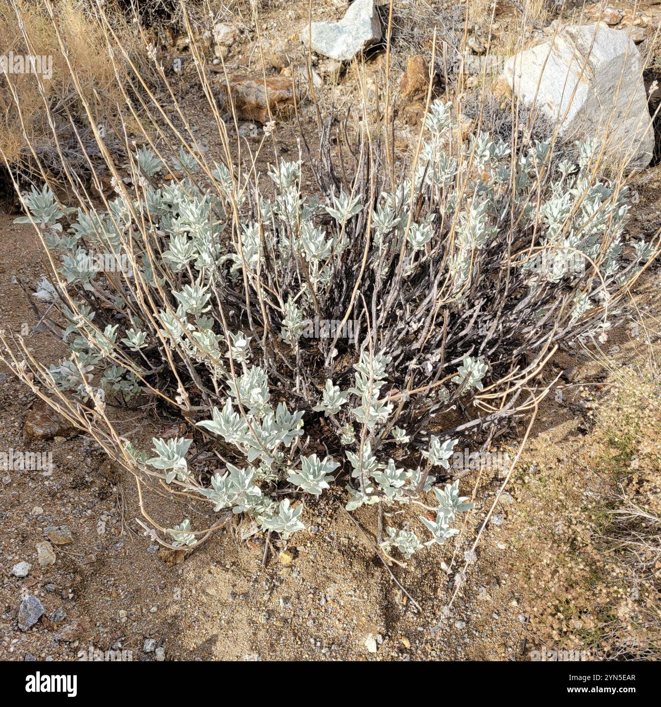 white sage (Salvia apiana Stock Photo - Alamy