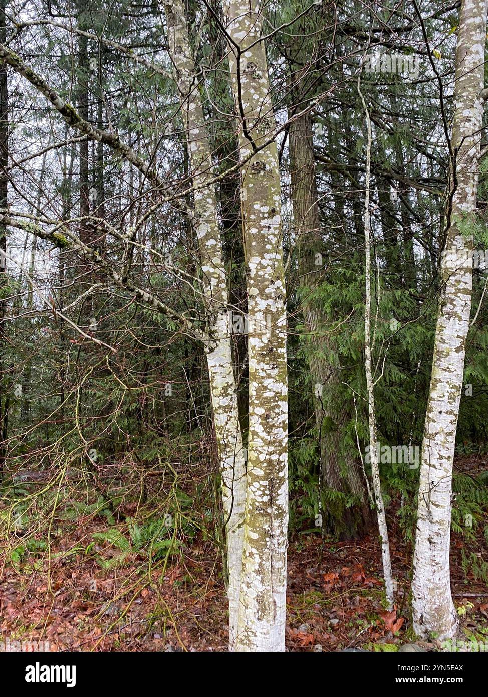 Red Alder (Alnus rubra Stock Photo - Alamy