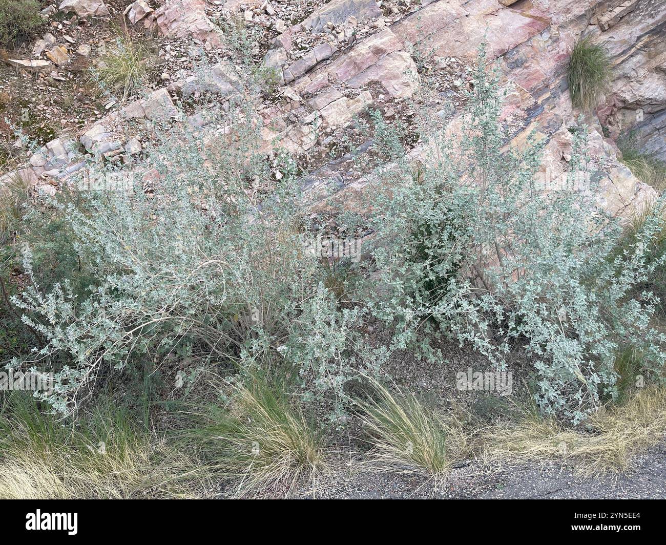 desert lavender (Condea emoryi Stock Photo - Alamy