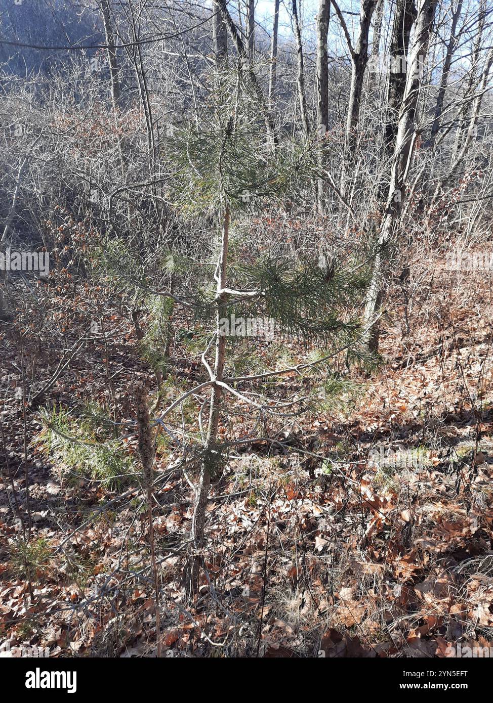 red pine (Pinus resinosa Stock Photo - Alamy