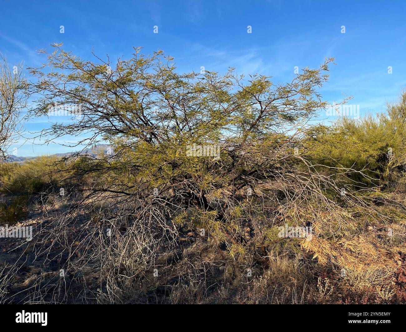 velvet mesquite (Neltuma velutina Stock Photo - Alamy