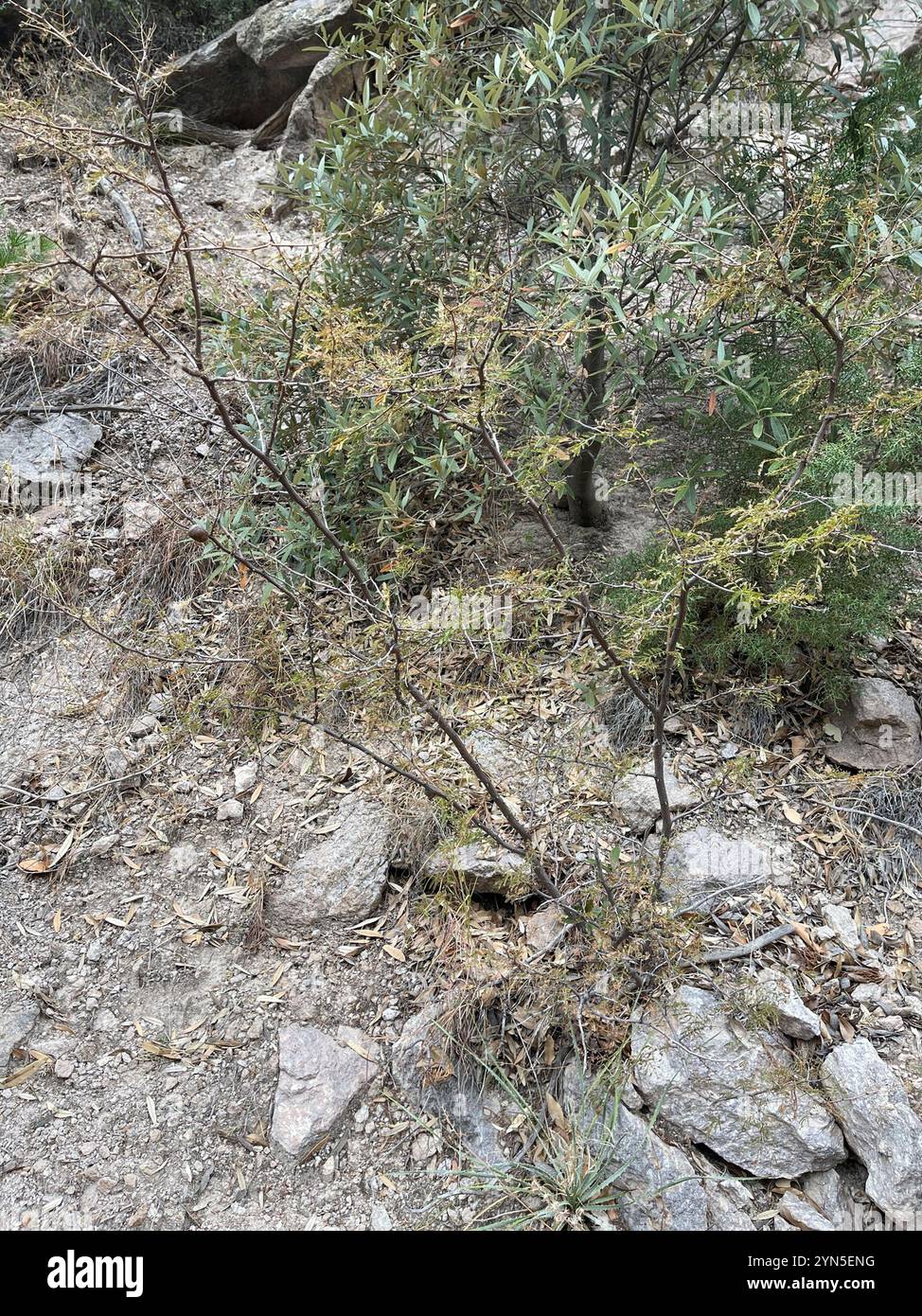 Catclaw Mimosa (Mimosa biuncifera Stock Photo - Alamy