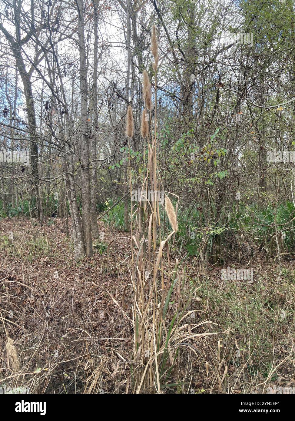 sugarcane plumegrass (Erianthus giganteus Stock Photo - Alamy