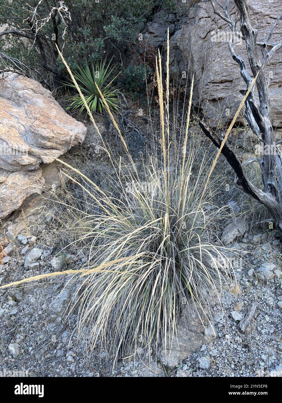 deergrass (Muhlenbergia rigens Stock Photo - Alamy