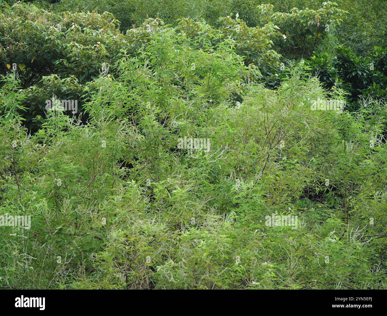 Five-leaved chaste tree (Vitex negundo Stock Photo - Alamy