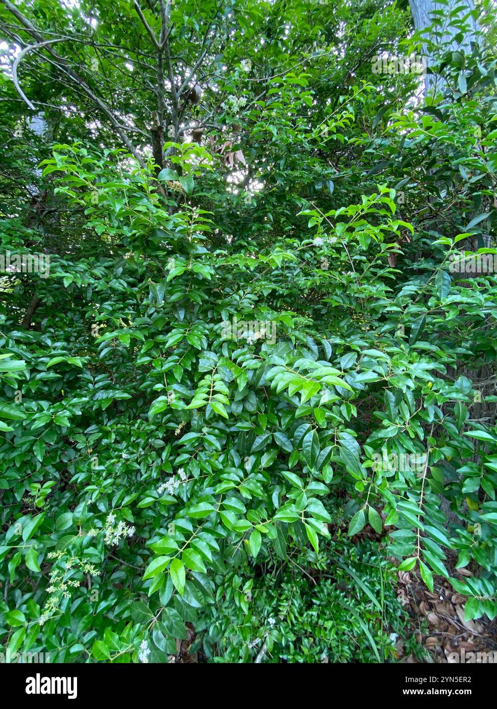 Chinese privet (Ligustrum sinense Stock Photo - Alamy