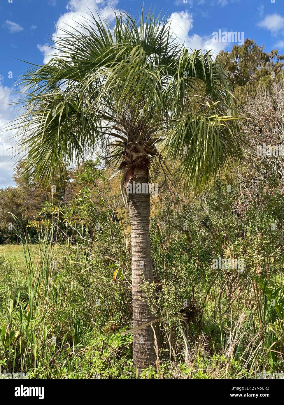 Cabbage Palmetto Facts – Sabal Palmetto Species – CIFK